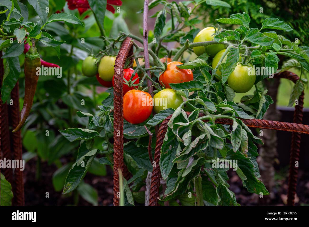 In the garden, there is a tomato bush with a mix of both the first ripe ...