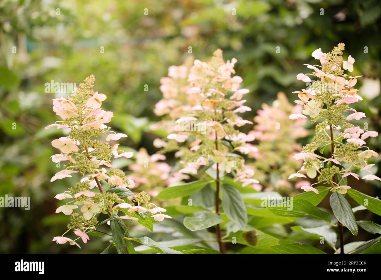 Long leaf hydrangea hi-res stock photography and images - Alamy