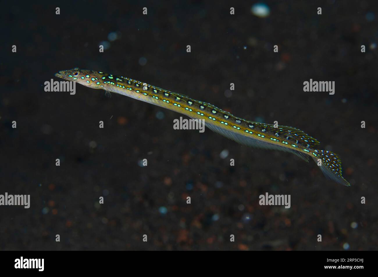 Male Elegant Sand-Diver, Trichonotus elegans, Pantai Lahar dive site ...