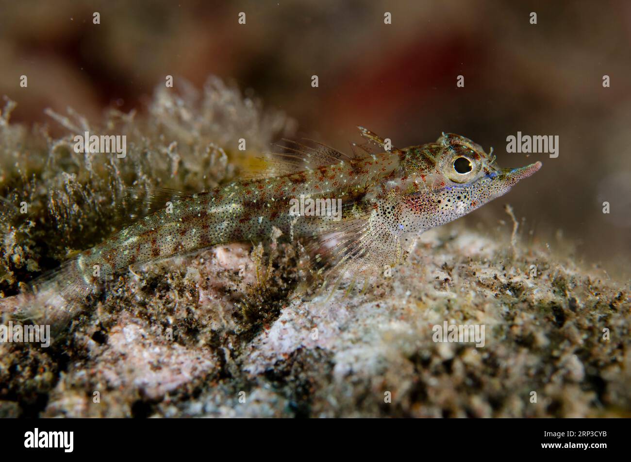 Male Rhinocerous Triplefin, Helcogramma rhinoceros, Pantai Lahar dive ...