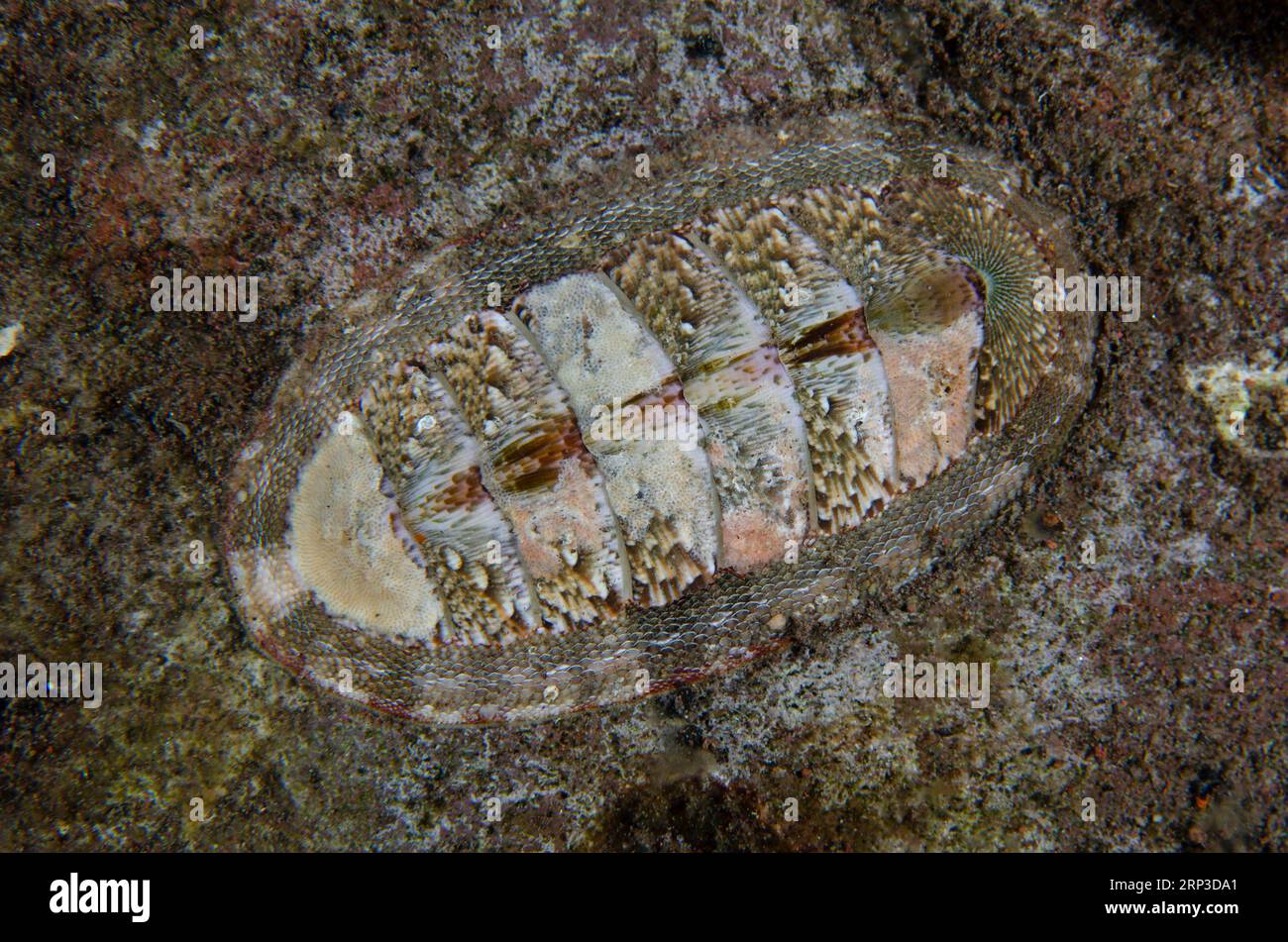 Chiton, Chitonidae Family, night dive, Scuba Seraya House Reef dive ...