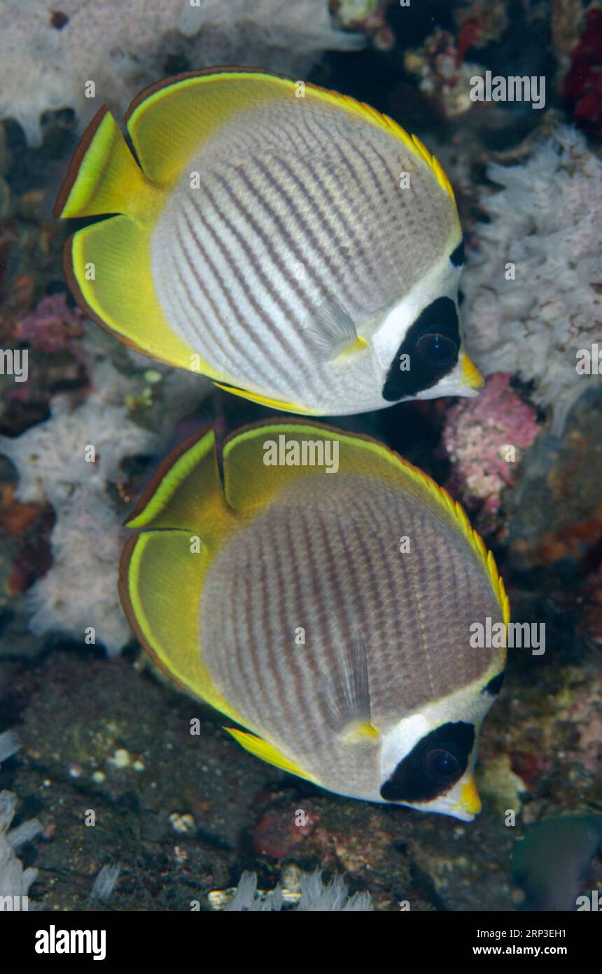 Pair of Panda Butterflyfish, Chaetodon adiergastos,, Dropoff dive site ...