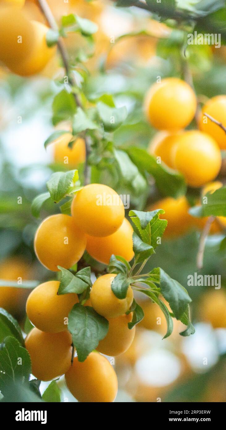 bright yellow cherry plums fruits high grain photo Stock Photo - Alamy