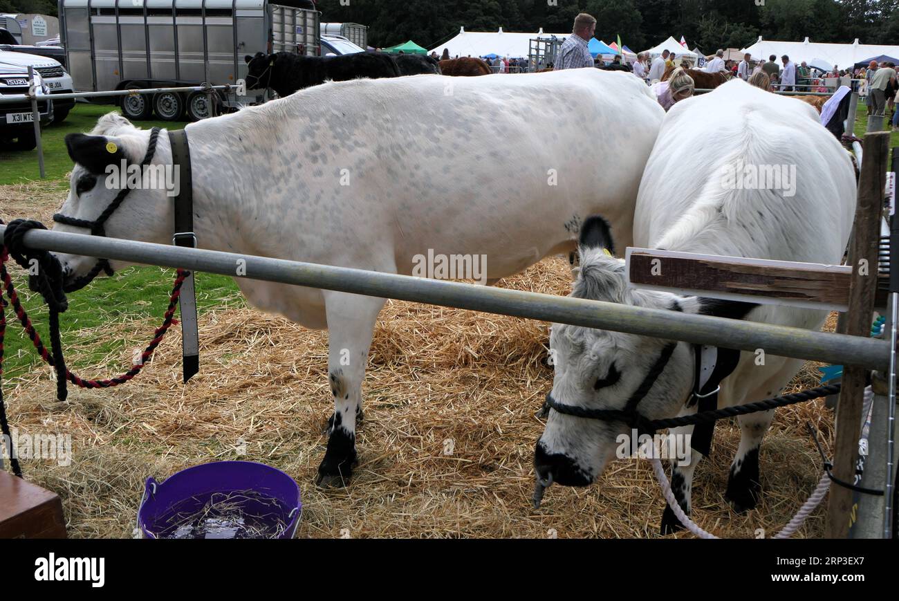 Most beautiful cows at Ashbourne Show, UK, 2023 Stock Photo - Alamy