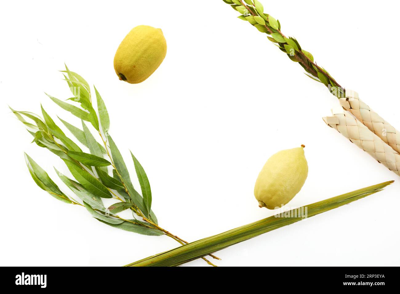 Jewish festival of Sukkot. Sukkot traditional symbols. Four species ...