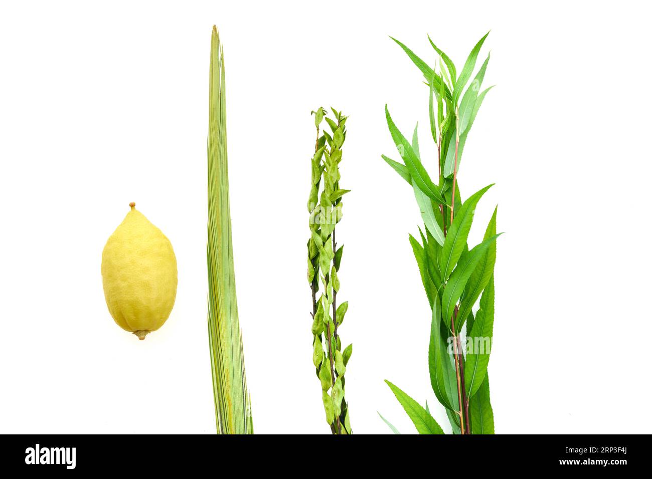 Jewish festival of Sukkot. Sukkot traditional symbols. Four species ...