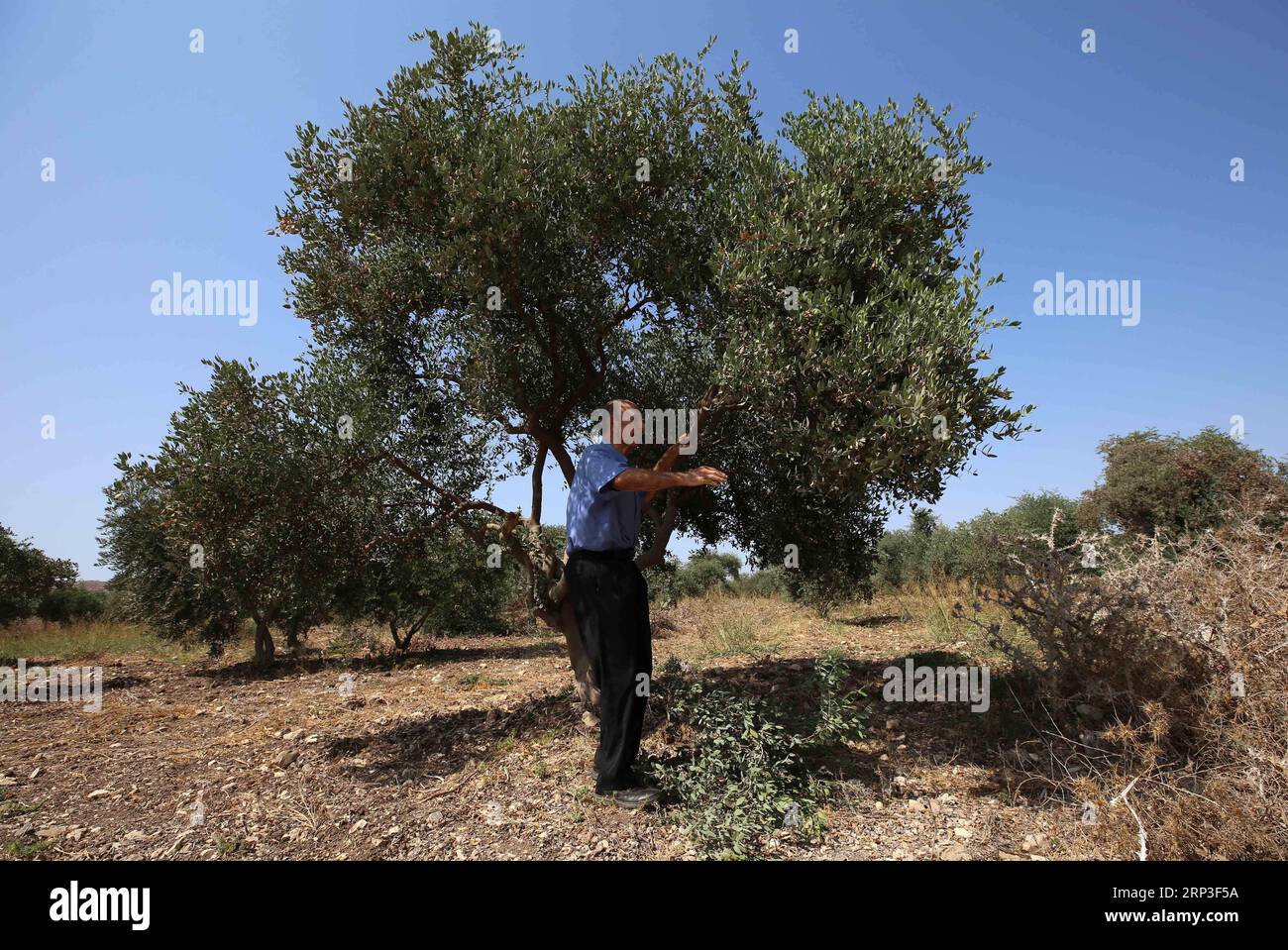 Jojoba tree hi-res stock photography and images - Alamy