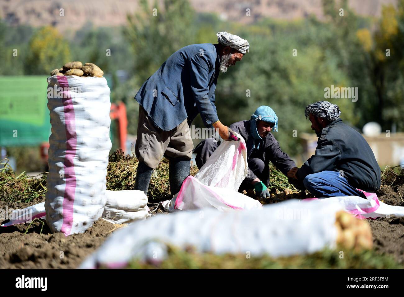 Bamiyan farm hi-res stock photography and images - Alamy