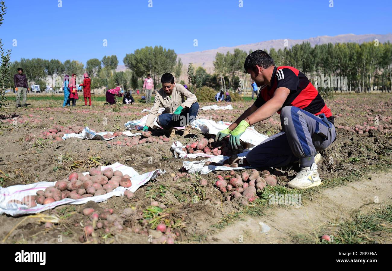 Bamiyan farm hi-res stock photography and images - Alamy