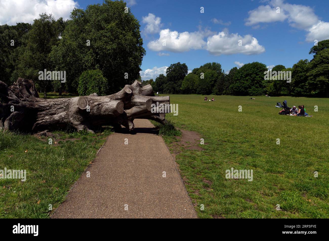 Uprooted tree across the footpath, Bute Park Stock Photo - Alamy