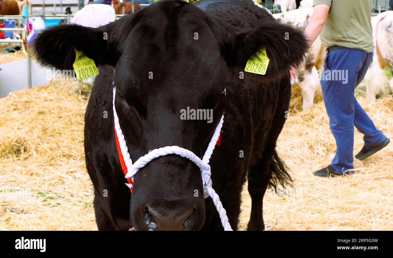 Most beautiful cows at Ashbourne Show, UK, 2023 Stock Photo - Alamy