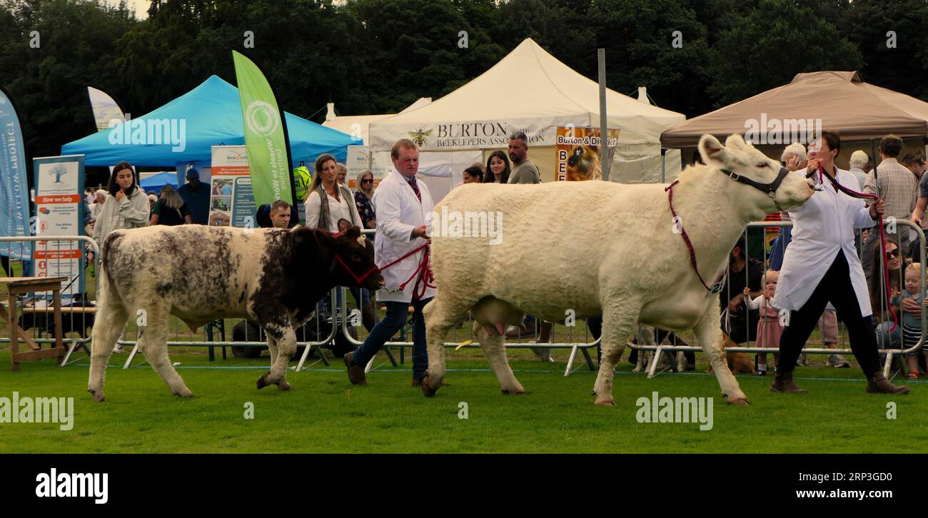 Most beautiful cows at Ashbourne Show, UK, 2023 Stock Photo - Alamy