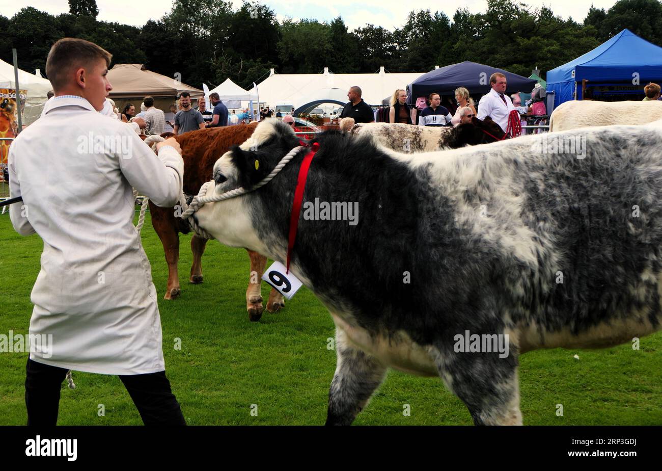 Most beautiful cows at Ashbourne Show, UK, 2023 Stock Photo - Alamy