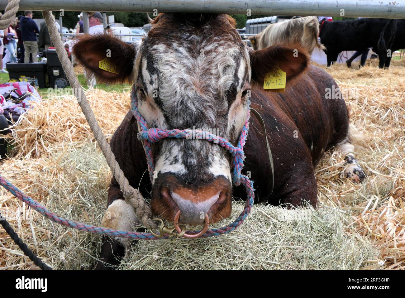 Most beautiful cows at Ashbourne Show, UK, 2023 Stock Photo - Alamy