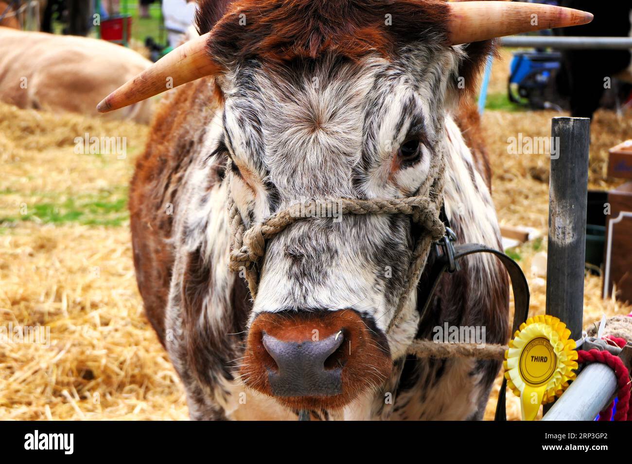 Most beautiful cows at Ashbourne Show, UK, 2023 Stock Photo - Alamy