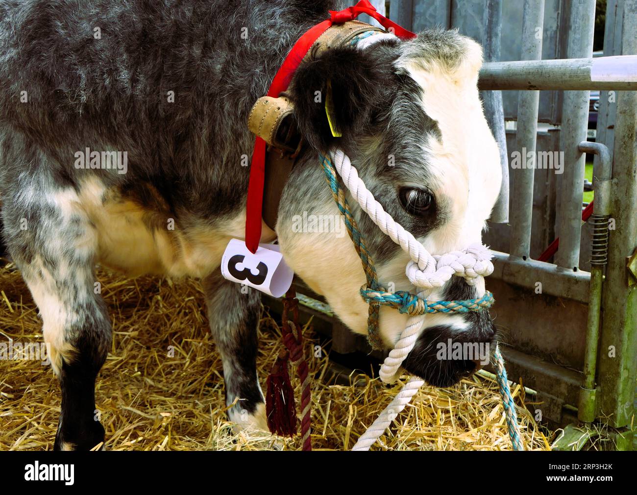 Most beautiful cows at Ashbourne Show, UK, 2023 Stock Photo - Alamy