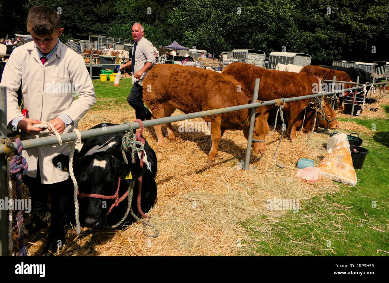Most beautiful cows at Ashbourne Show, UK, 2023 Stock Photo - Alamy