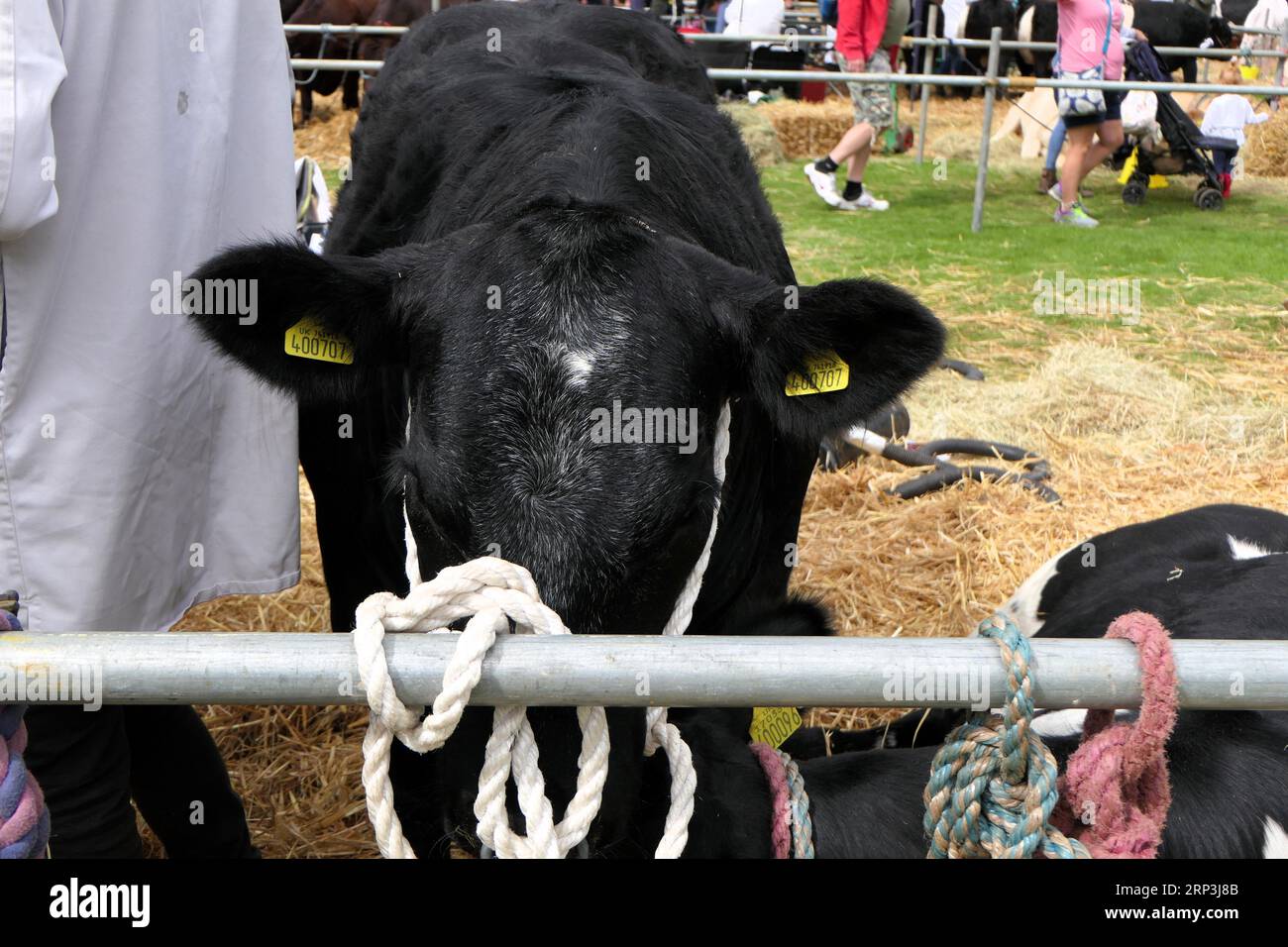 Most beautiful cows at Ashbourne Show, UK, 2023 Stock Photo - Alamy