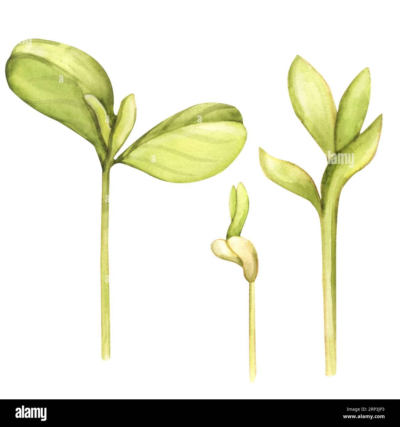 Watercolor branch green leave Cut Out Stock Images & Pictures - Alamy