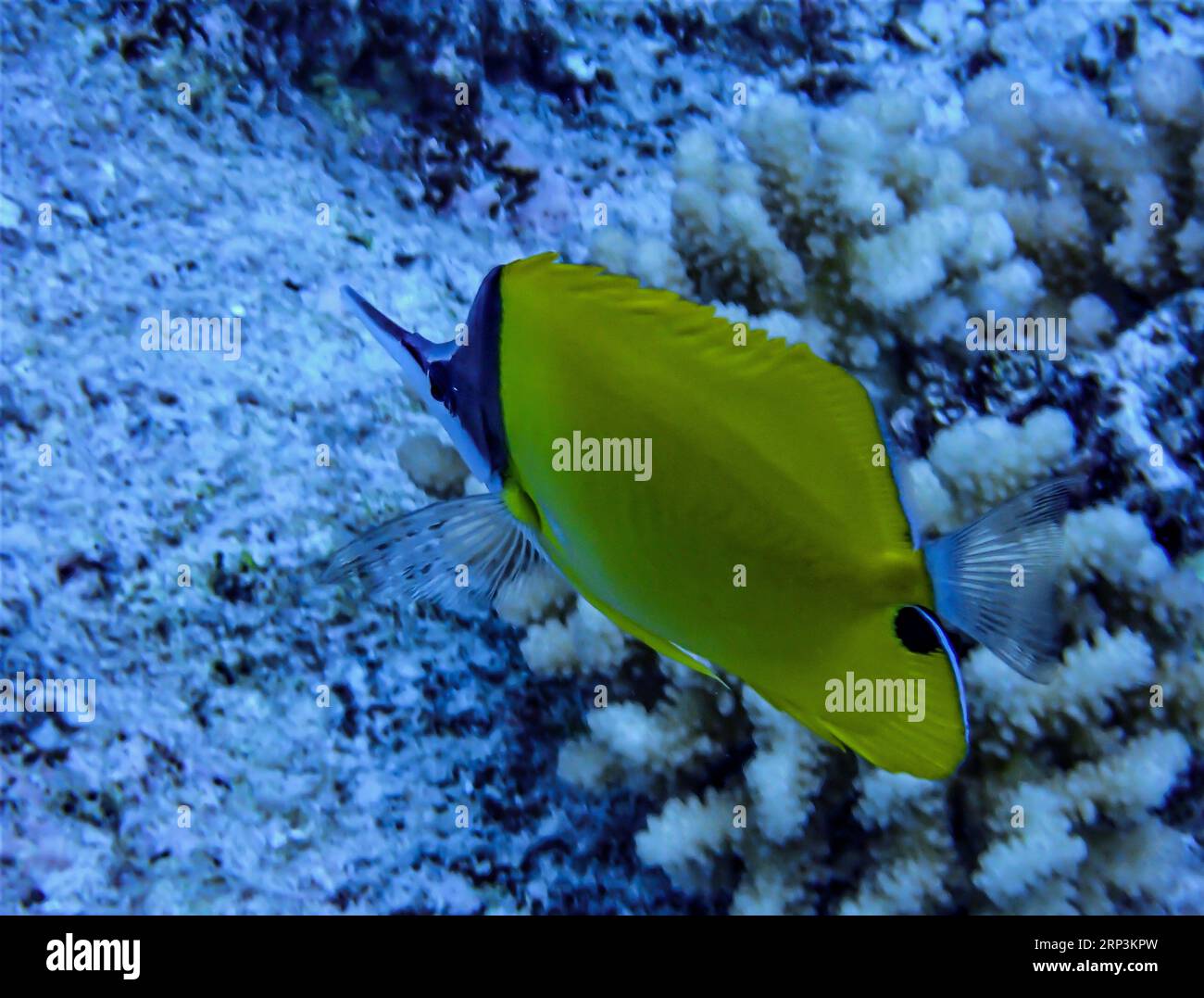 A close-up of two vibrant fish swimming in a coral reef Stock Photo - Alamy