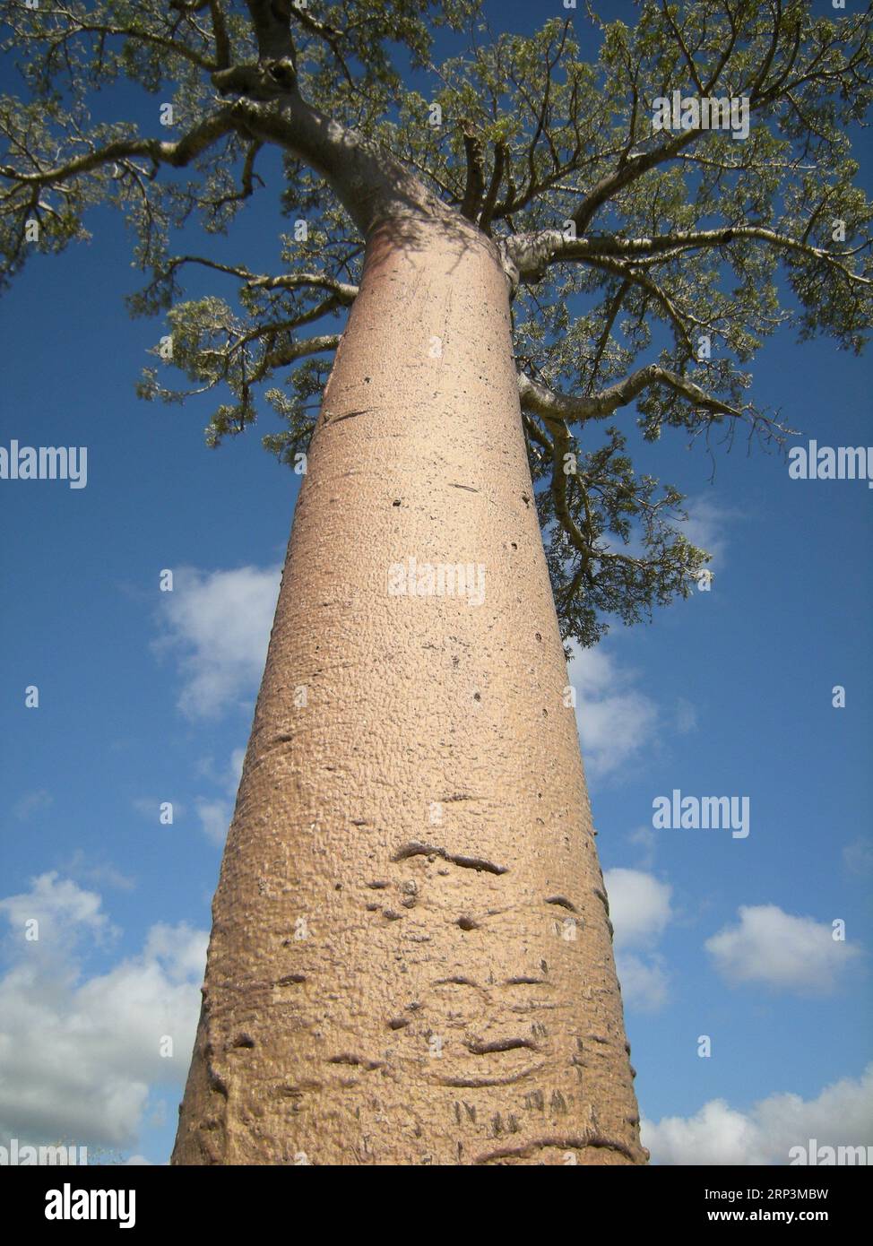 Madagascar tree avenue hi-res stock photography and images - Alamy