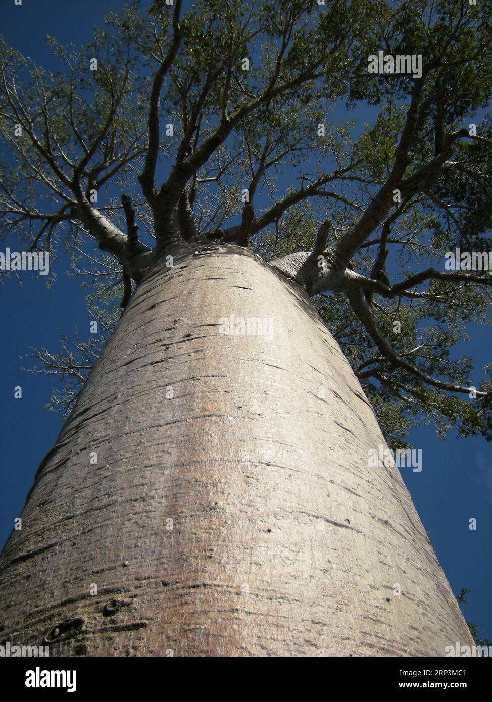 Baobab tree in Morondava, Madagascar Stock Photo - Alamy