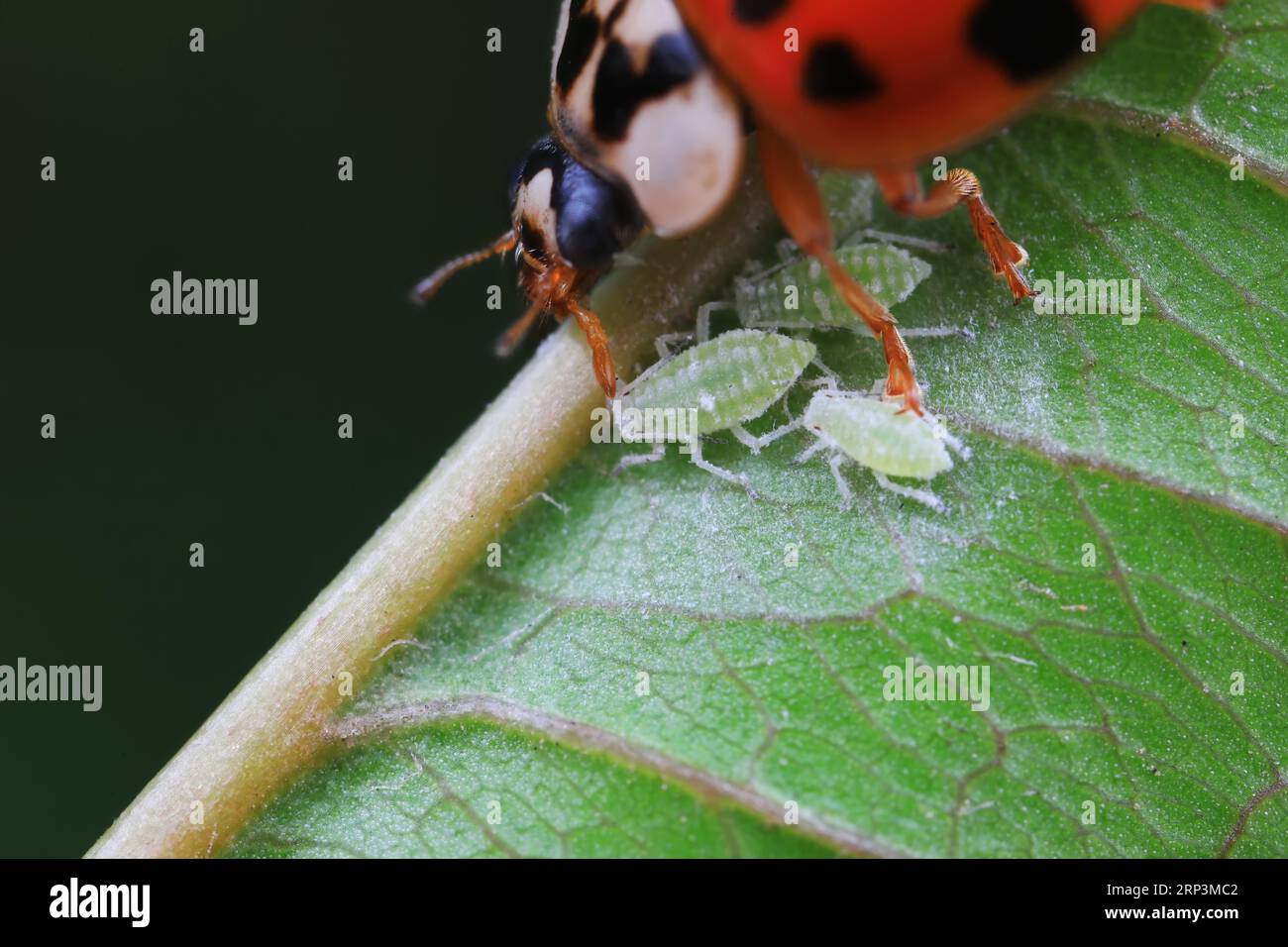 Aphids crawling in front of predators, dangerous scene, North China ...
