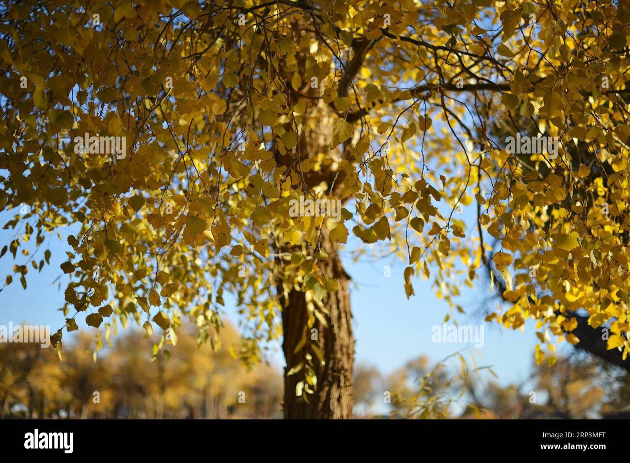 Euphratica scenery hi-res stock photography and images - Alamy