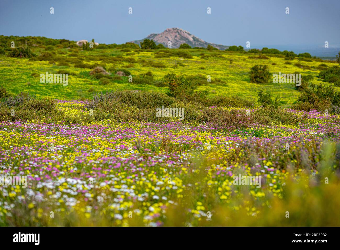 Flowers blooming during flower season in West Cape National park, Cape ...