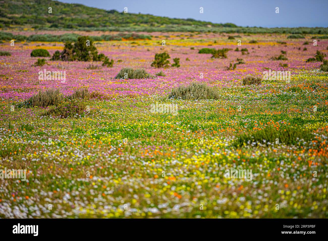 Flowers blooming during flower season in West Cape National park, Cape ...