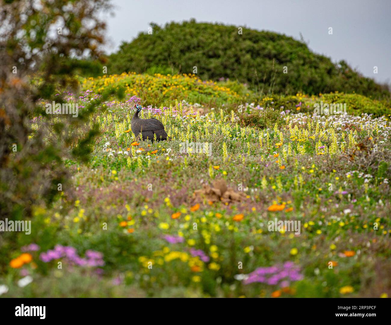 Guinea fowl in a flower field during flower season, West Coast National ...