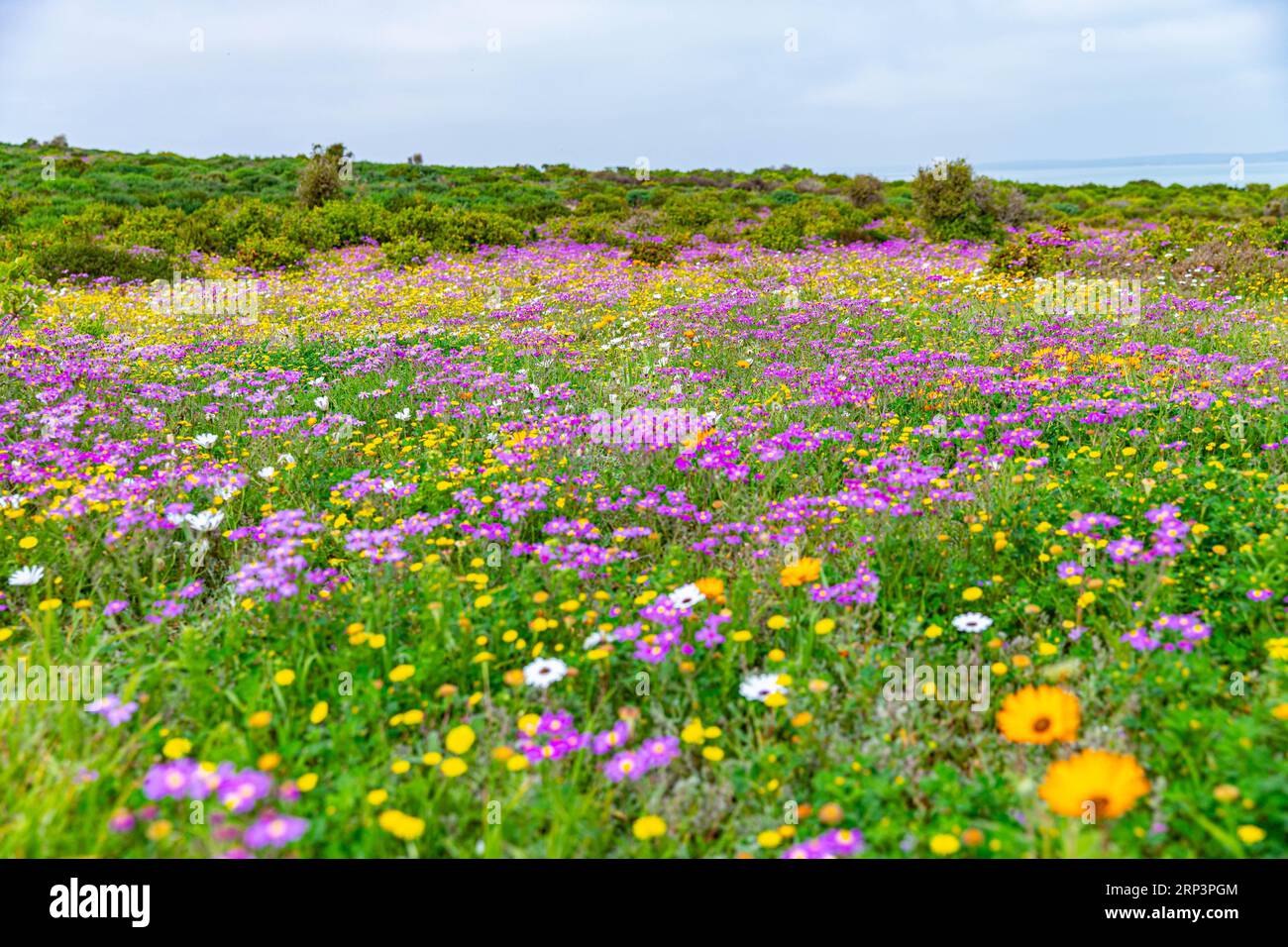 Flowers blooming during flower season in West Cape National park, Cape ...