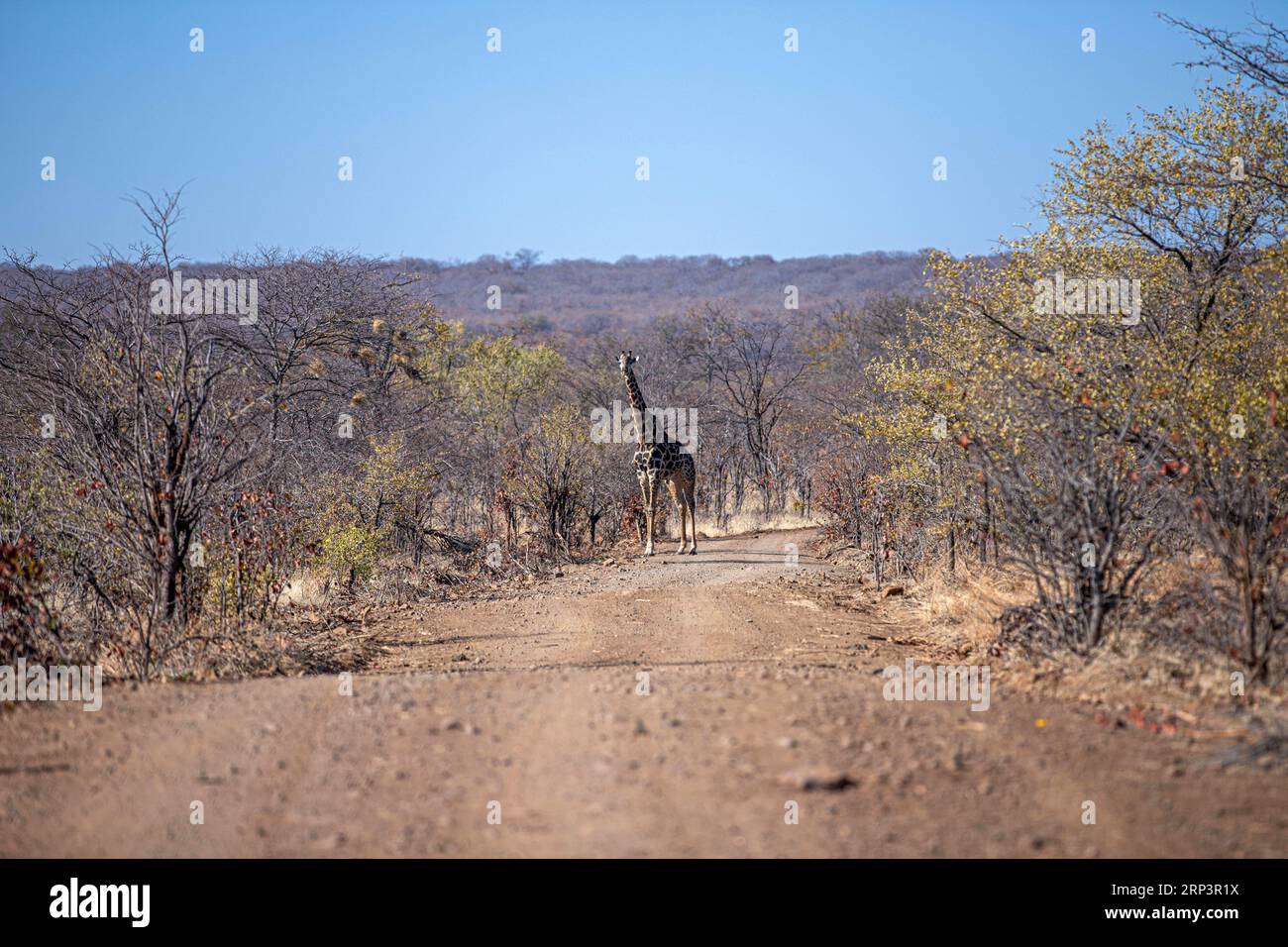 Giraffe, Victoria falls, Zimbabwe Stock Photo - Alamy