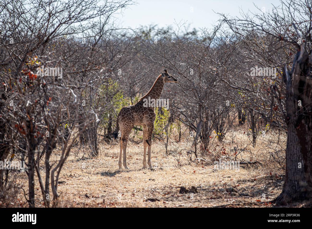 Giraffe, Victoria falls, Zimbabwe Stock Photo - Alamy