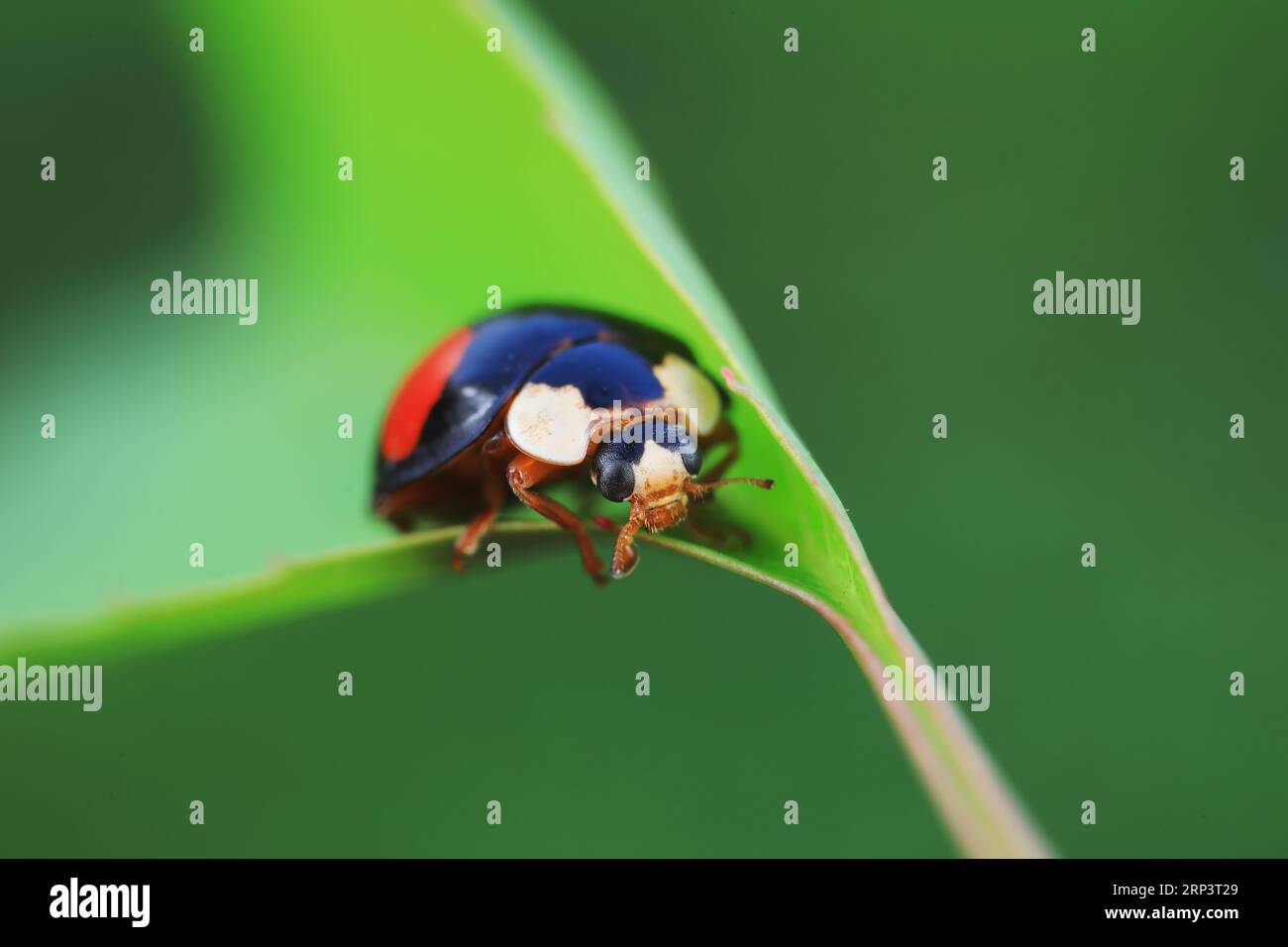 Ladybugs crawling hi-res stock photography and images - Alamy