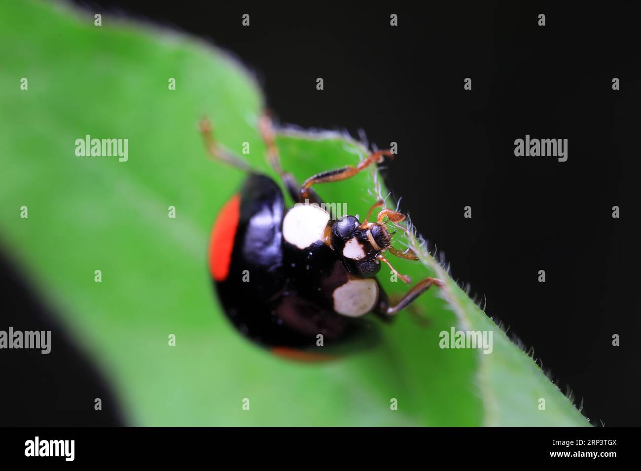 Ladybugs crawling hi-res stock photography and images - Alamy