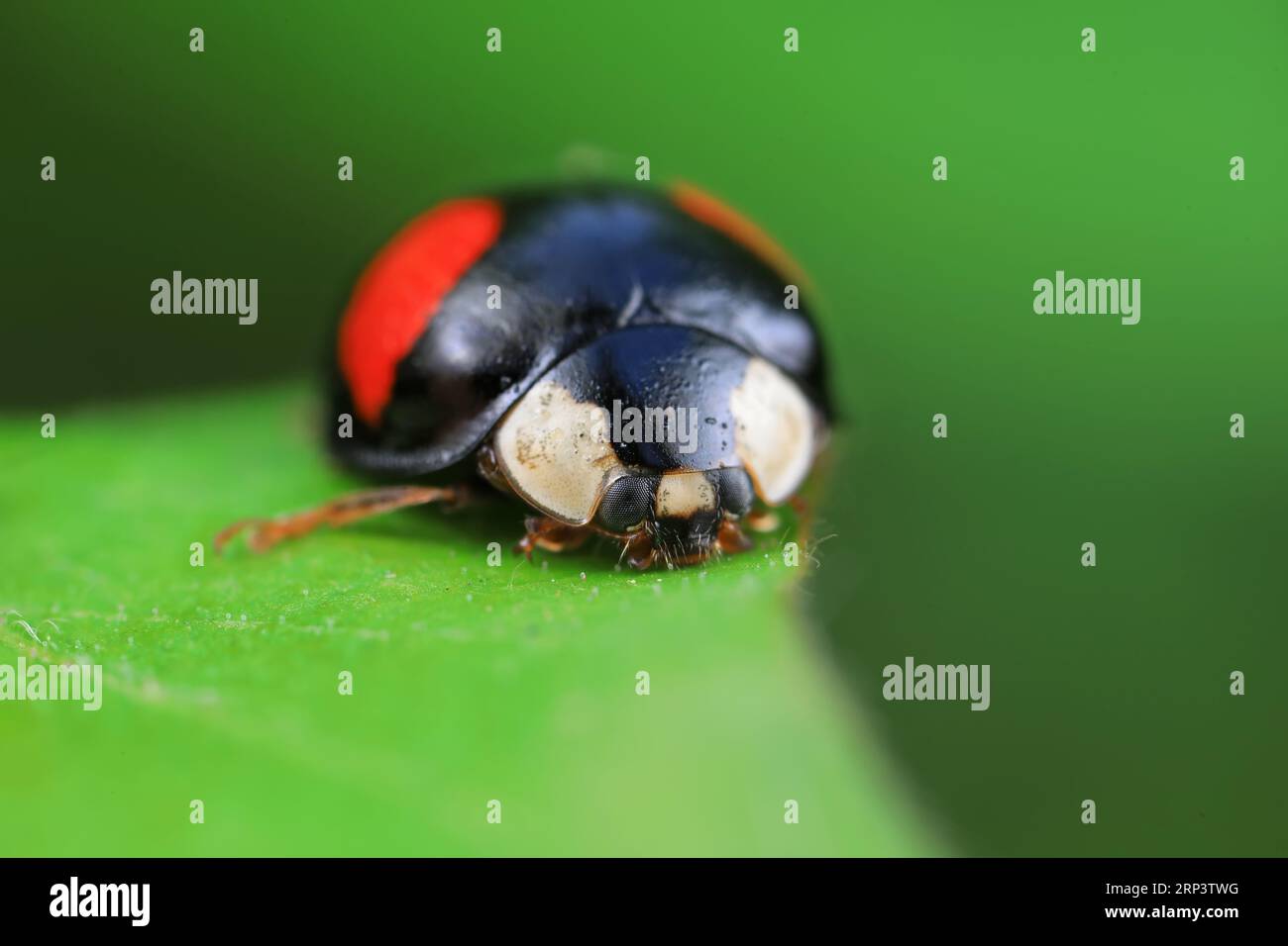 Ladybugs crawling hi-res stock photography and images - Alamy
