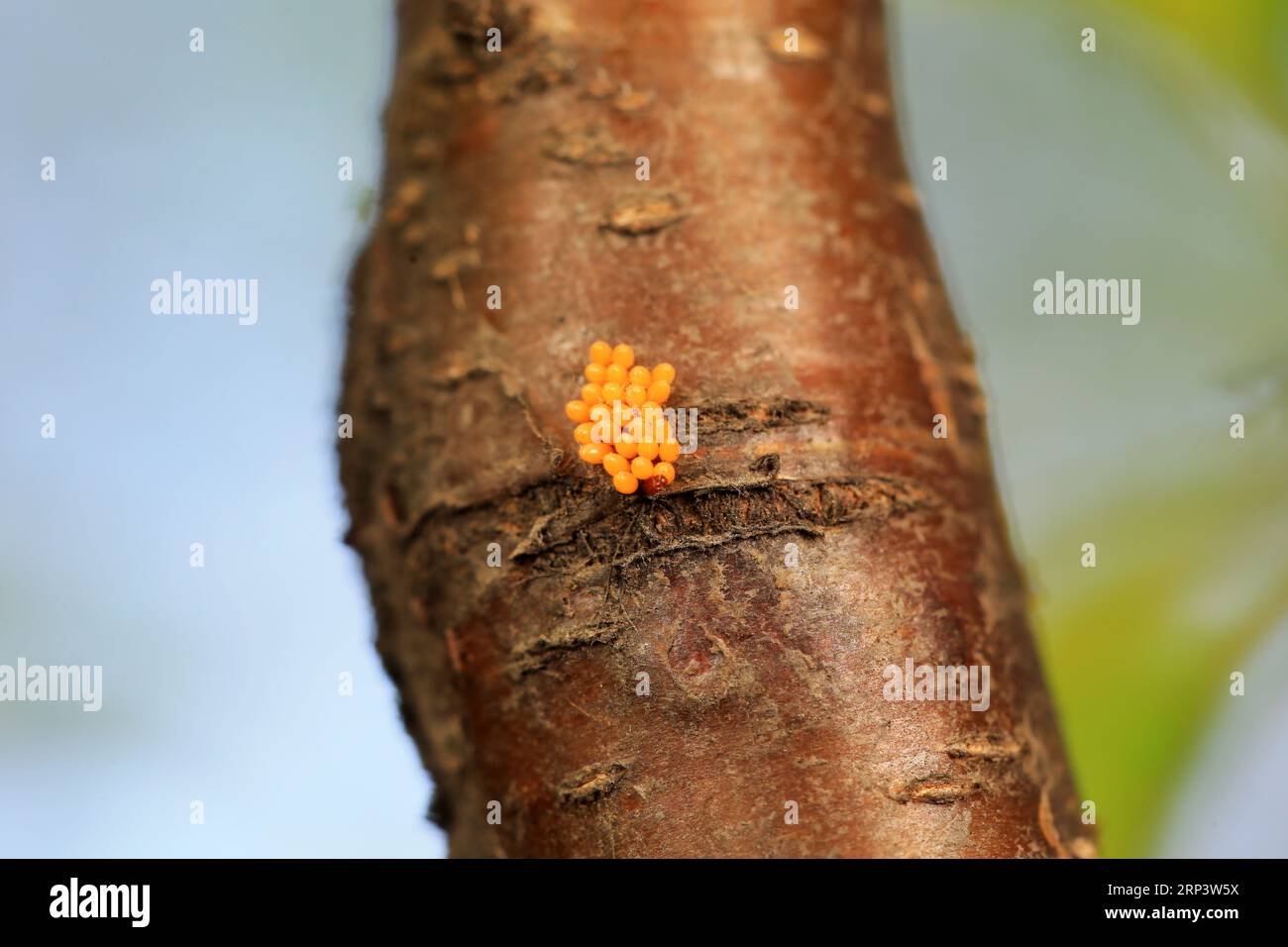 The eggs of the ladybug are on the tree trunk, North China Stock Photo ...