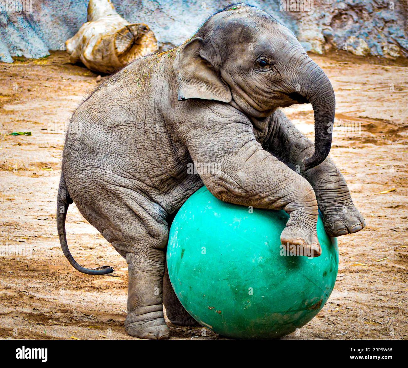 Elephant rolling ball hi-res stock photography and images - Alamy