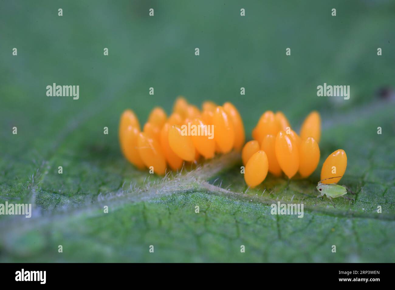 Ladybug eggs and aphids on green leaves, North China Stock Photo - Alamy