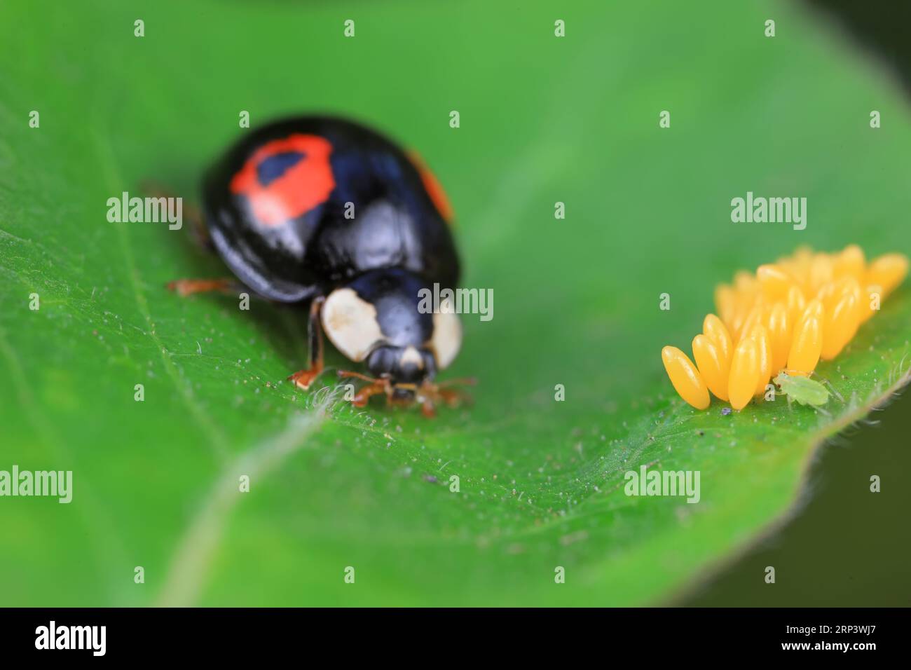 Ladybug egg hi-res stock photography and images - Alamy