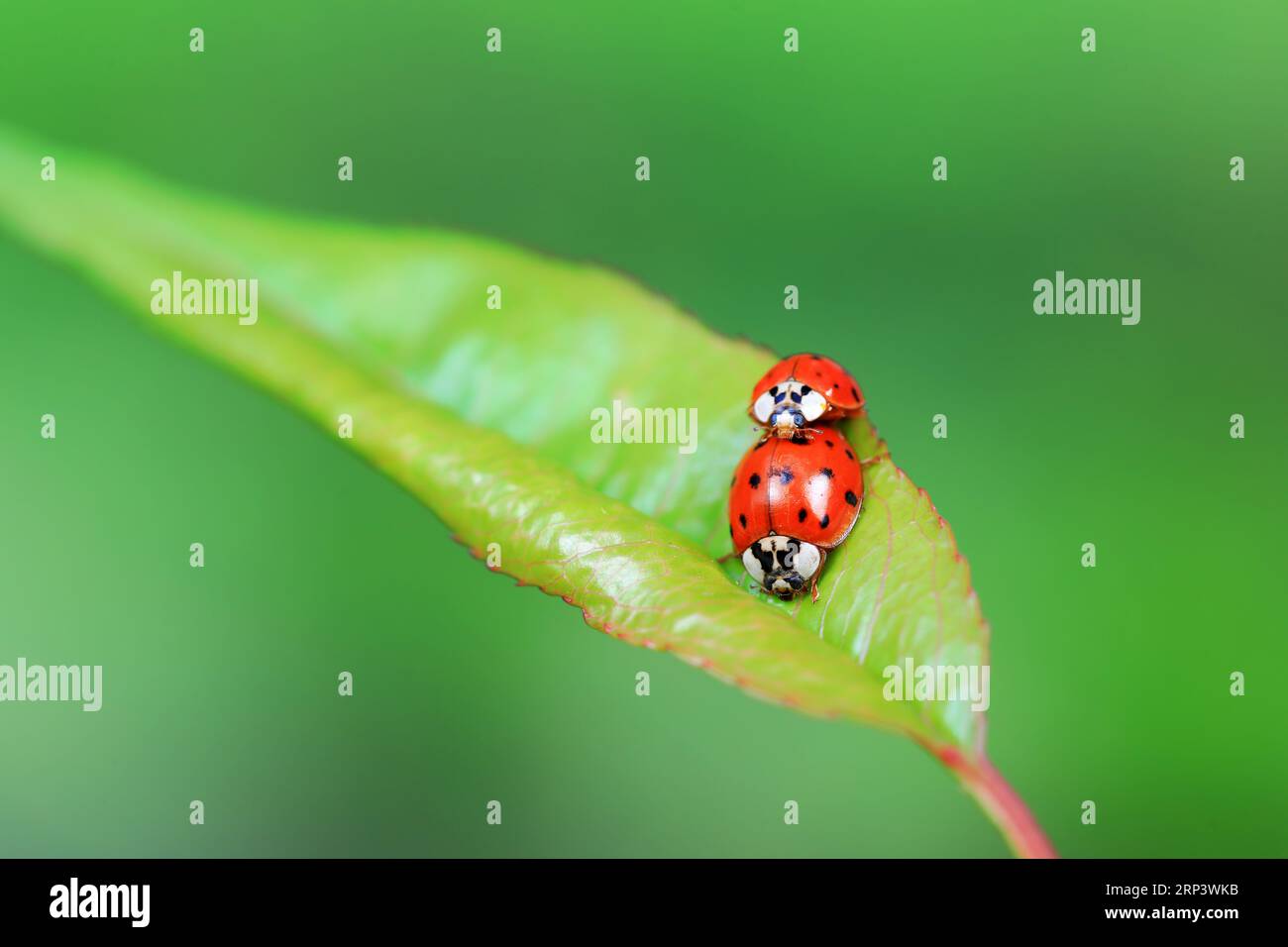 Two ladybugs mate in nature, North China Stock Photo - Alamy