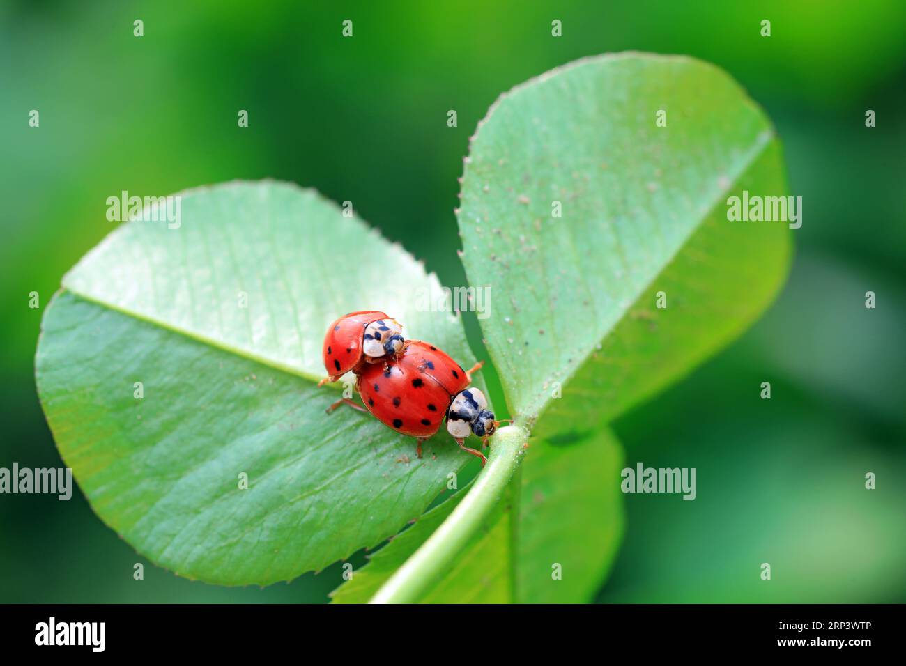 Two ladybugs mate in nature, North China Stock Photo - Alamy