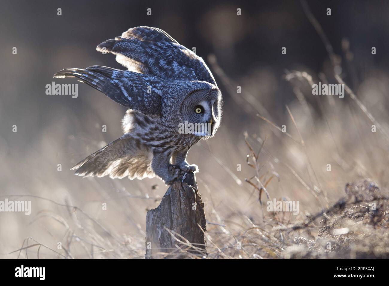 (181018) -- YAKESHI, Oct. 18, 2018 (Xinhua) -- A great grey owl is seen ...