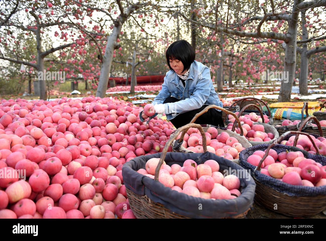 15 apples hi-res stock photography and images - Alamy