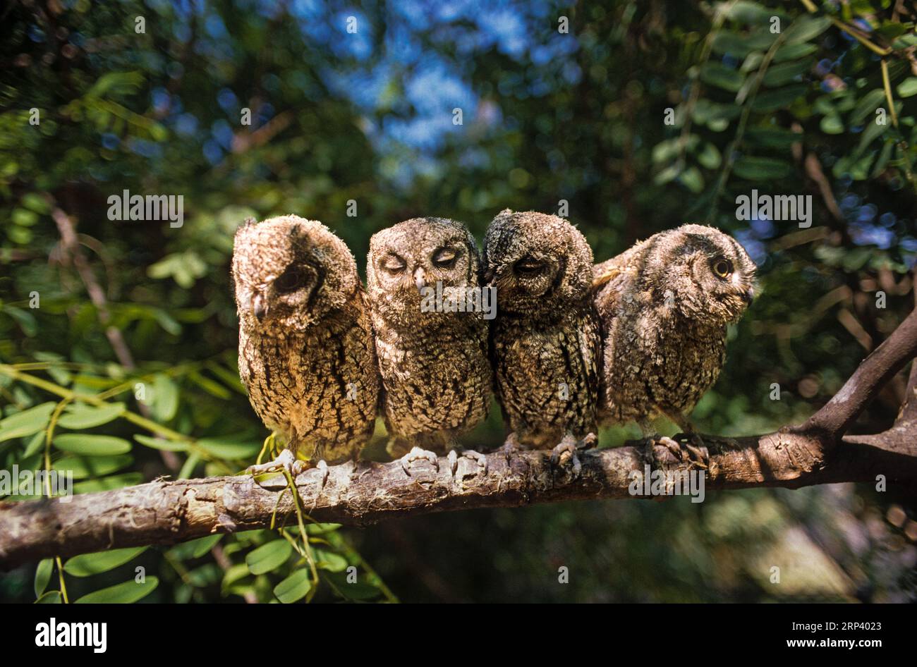 Scops owl bird otus scops hi-res stock photography and images - Alamy