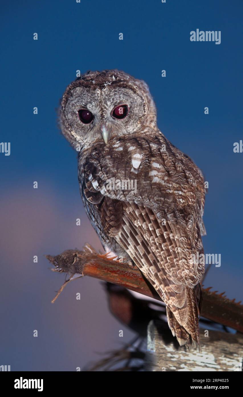 Tawny Owl (Strix aluco) Israel Stock Photo - Alamy