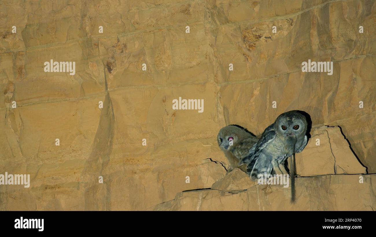 Rare species of Desert Tawny Owl (Strix hadorami) Nesting in the Judean ...