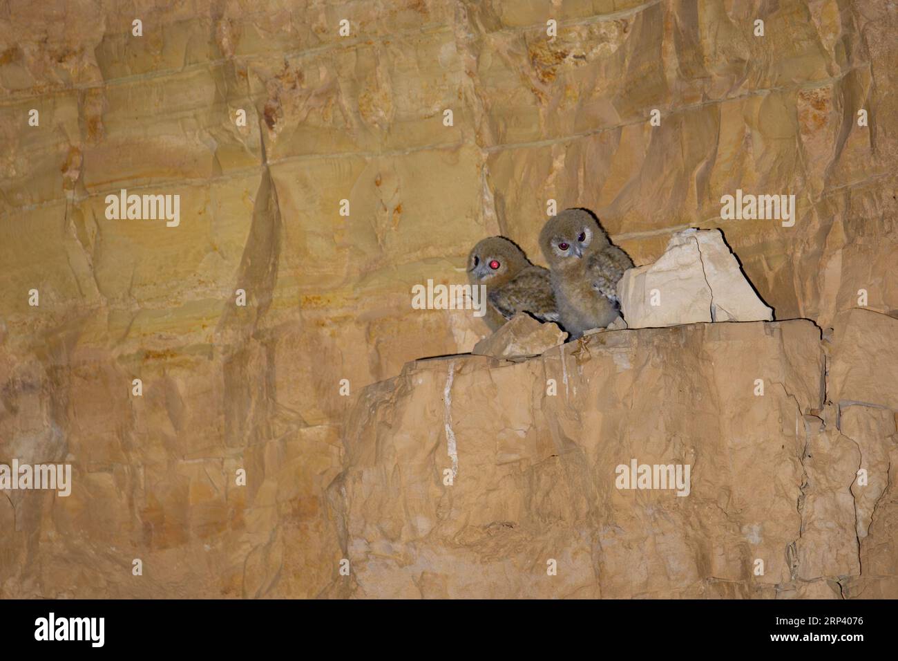 Rare species of Desert Tawny Owl (Strix hadorami) Nesting in the Judean ...