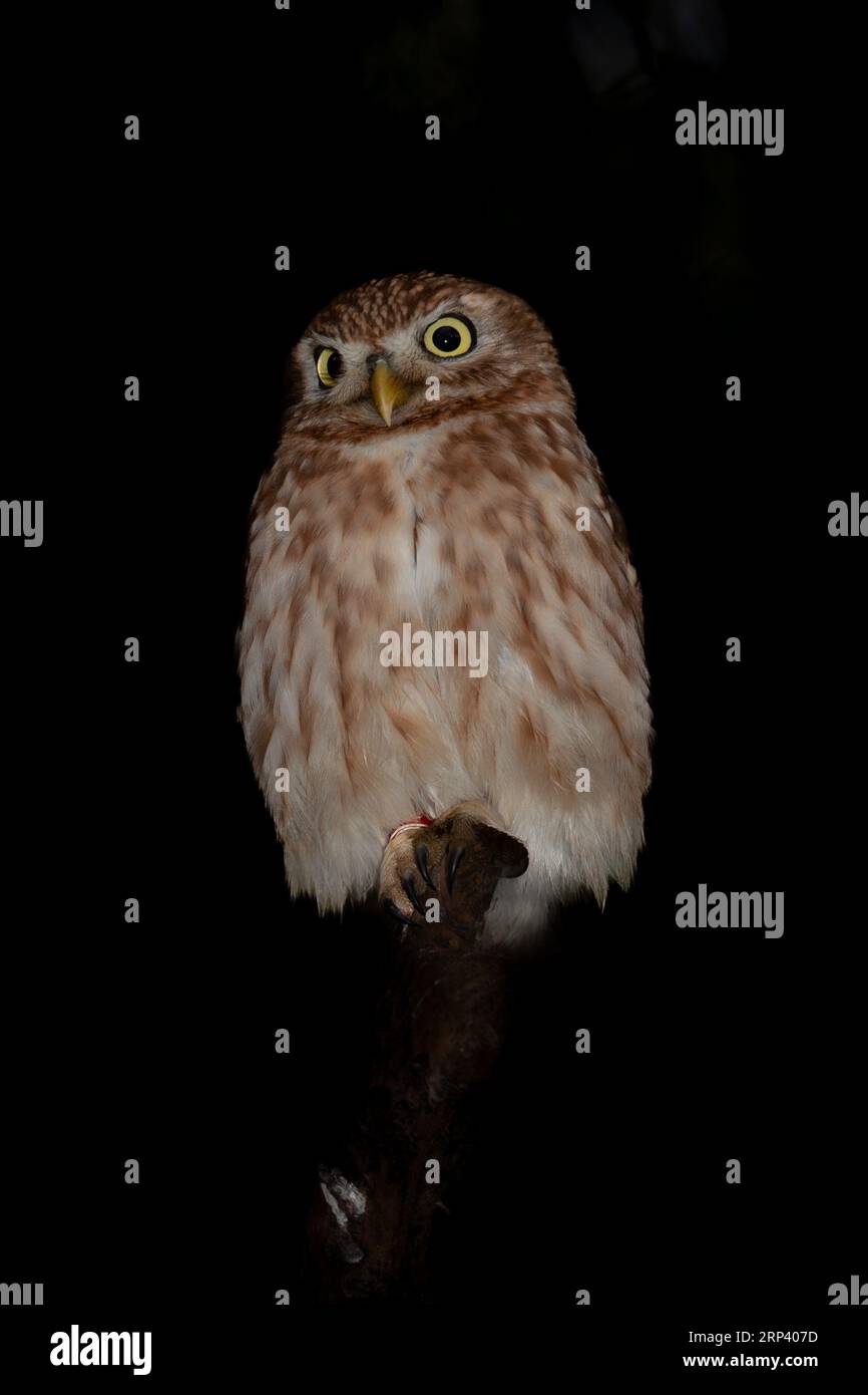 Little owl Israel Stock Photo - Alamy
